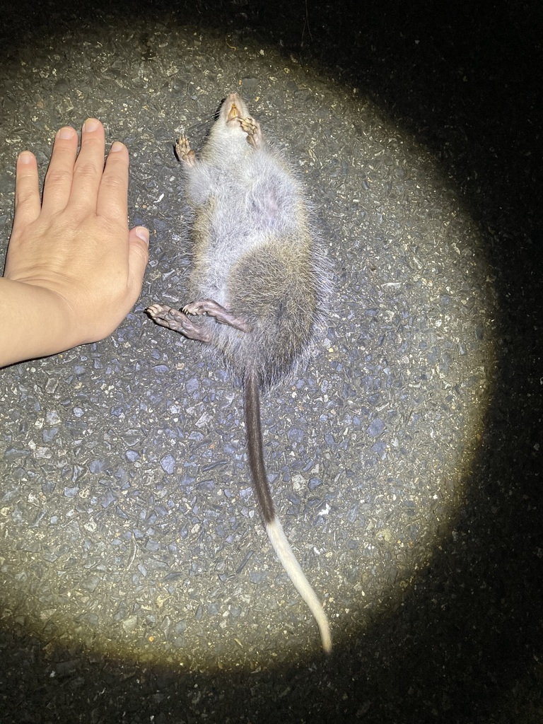 Ryukyu Islands Tree Rat in January 2023 by chouenyu. juvenile ...