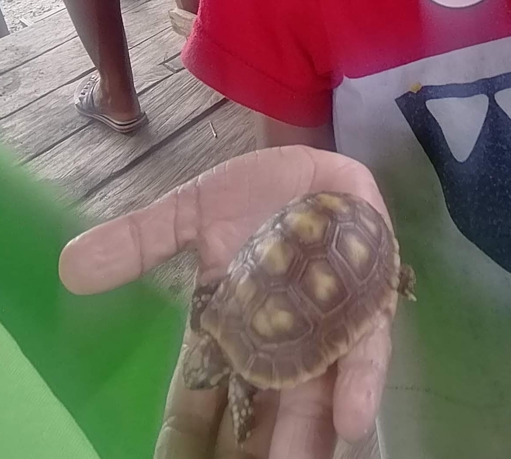 Red-footed Tortoise from Colombia on July 22, 2021 at 02:44 PM by ...