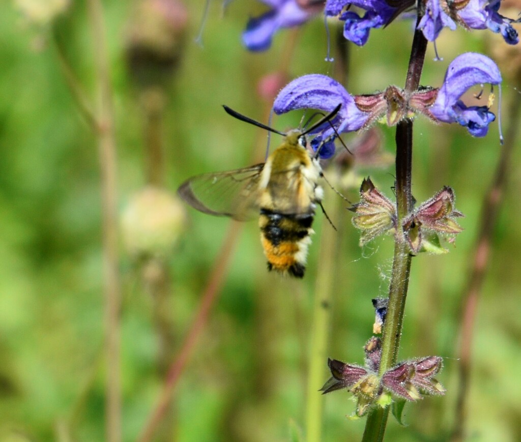 Narrow-bordered Bee Hawkmoth from 97753 Karlstadt, Deutschland on June ...