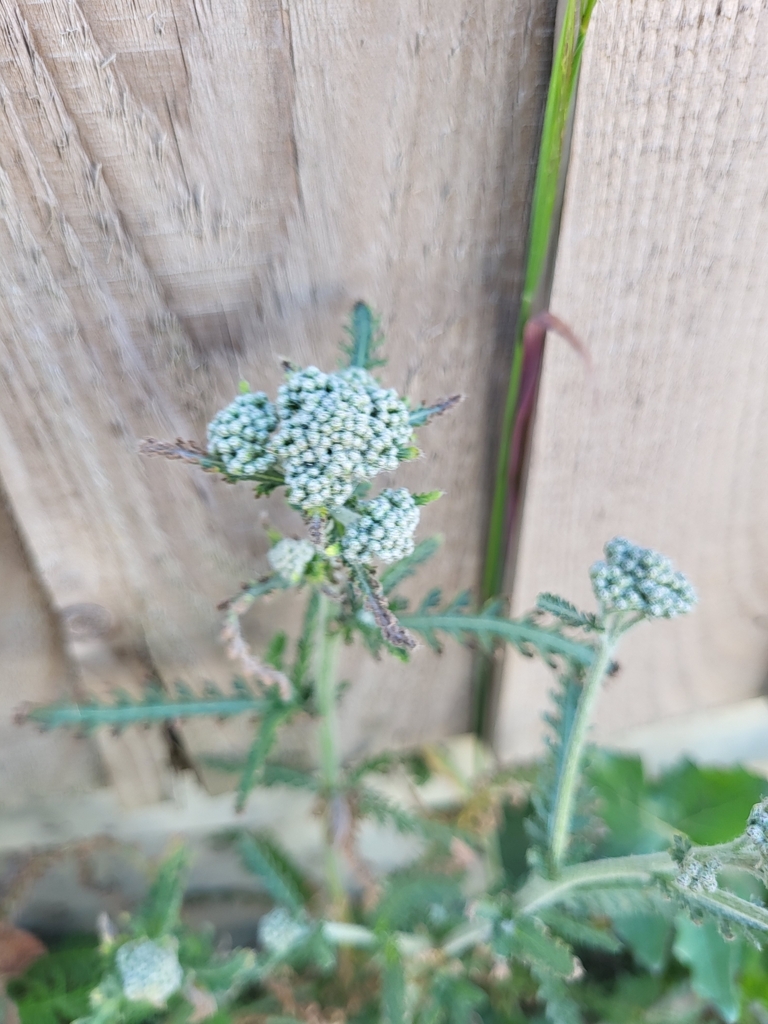 common yarrow from Braintree, UK on June 04, 2023 at 03:48 PM by ...