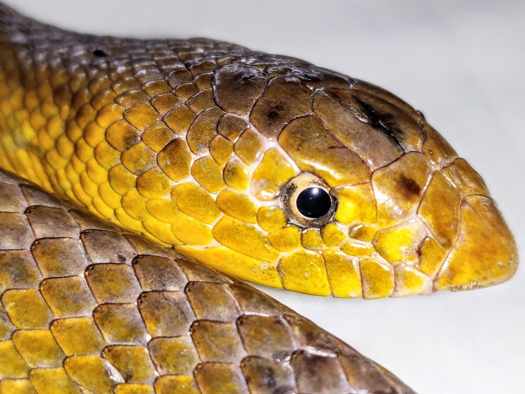 African Hook-nosed Snake from Lomé, Togo on November 29, 2018 by Eric ...