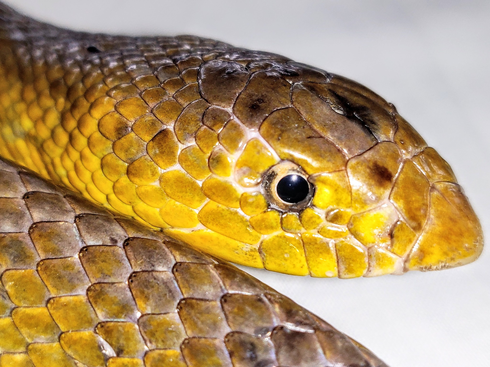 Scaphiophis Peters, 1870