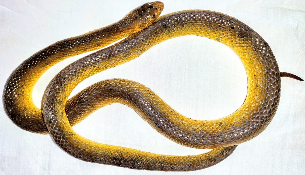 African Hook-nosed Snake from Lomé, Togo on November 29, 2018 by Eric ...