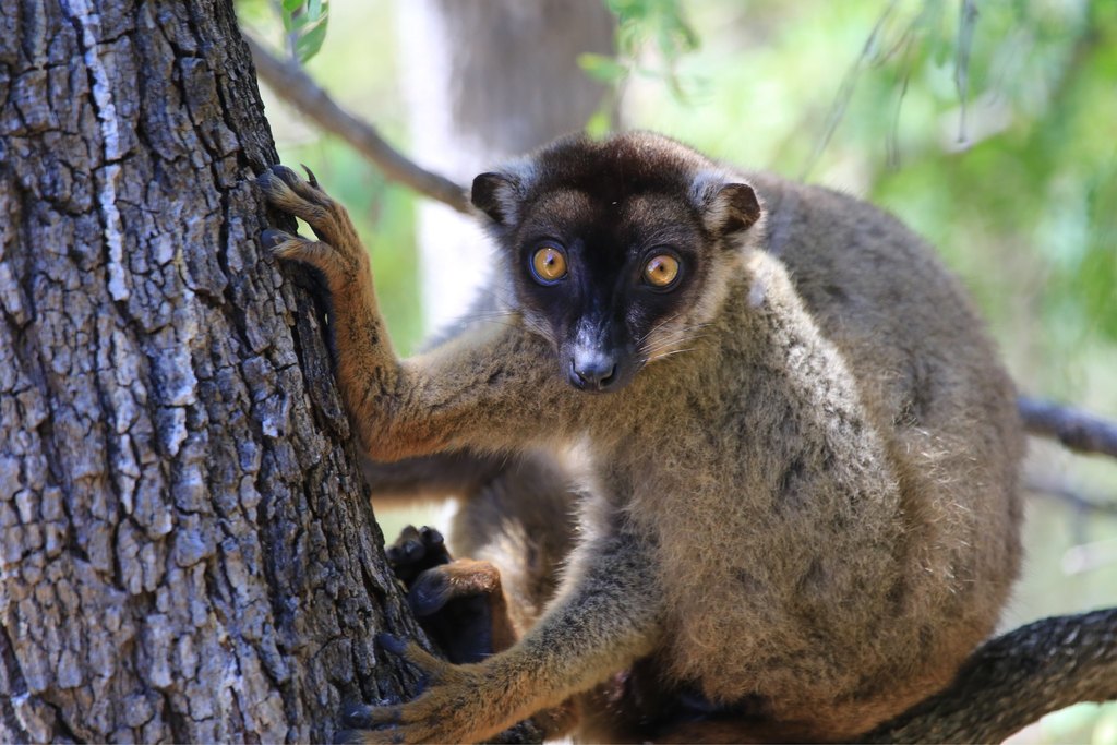 Typical Lemurs (Lemuridae) - Know Your Mammals