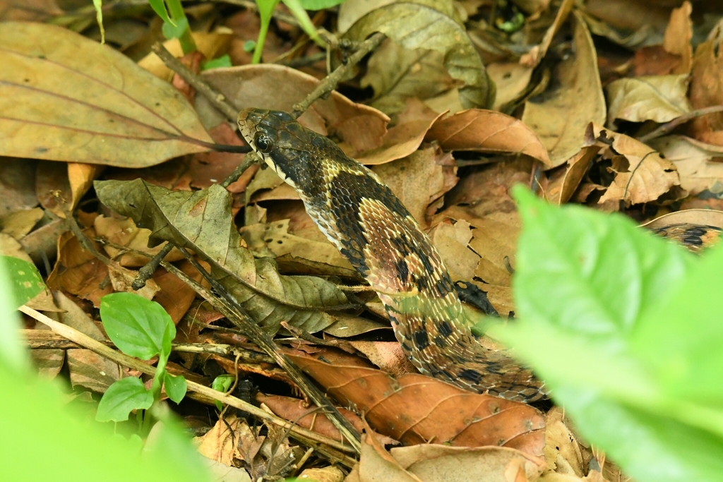 Big-eyed Bamboo Snake from Chiang Mai 50200, Thailand on June 4, 2023 ...