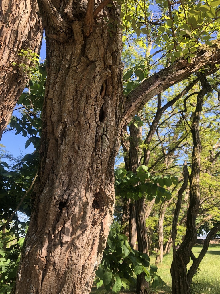 Locust Trees from Søndre Jeløy, Moss, 30, NO on June 4, 2023 at 05:29 ...