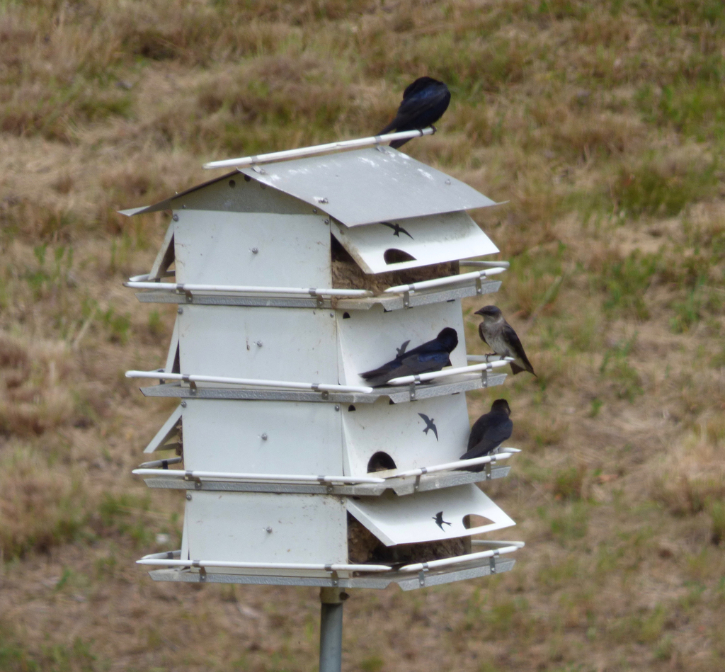 Purple Martin from Odenton, MD, USA on June 4, 2023 at 10:48 AM by ...