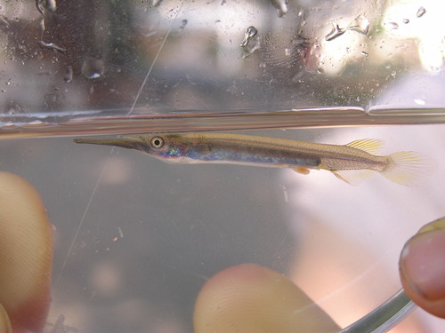 Dermogenys siamensis · iNaturalist