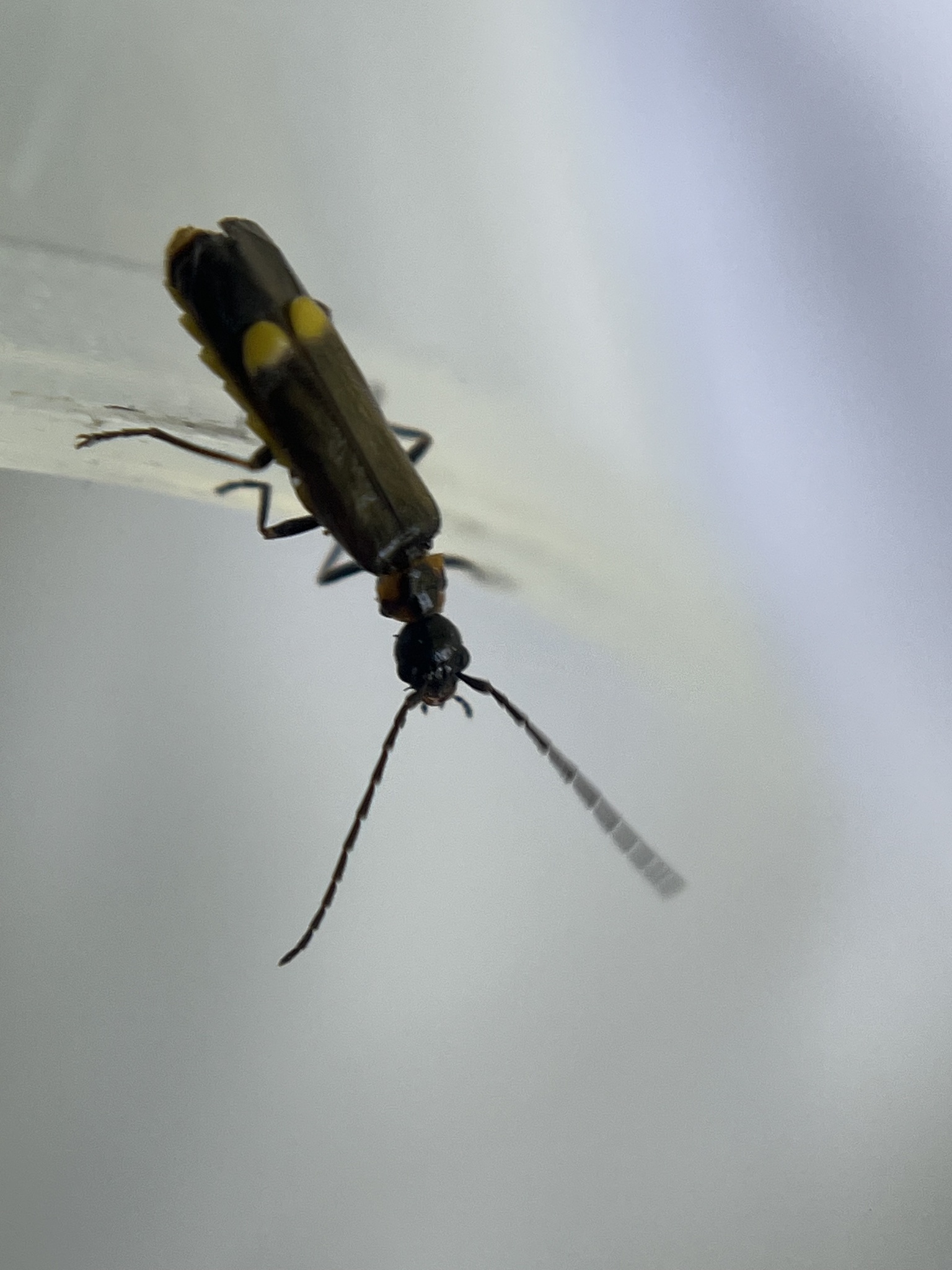 Malthodes Kiesenwetter, 1852