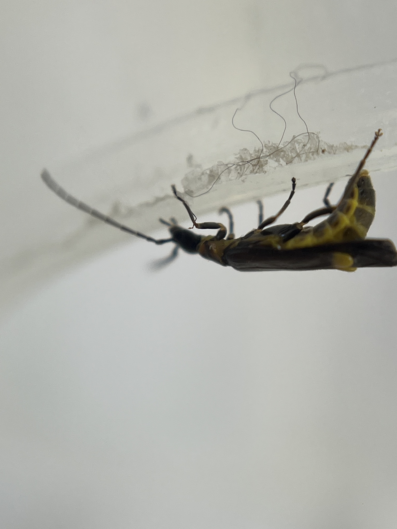 Malthodes Kiesenwetter, 1852