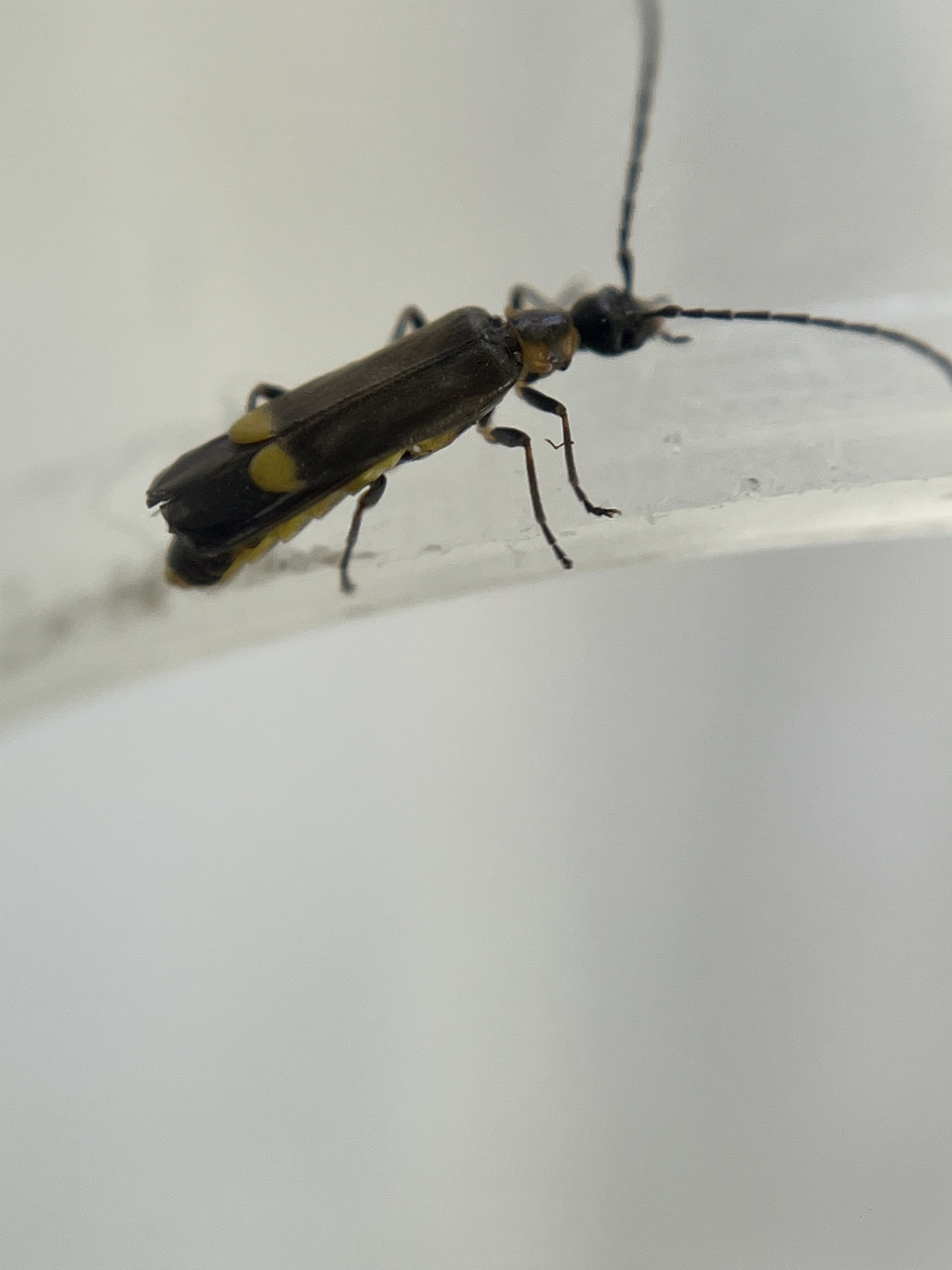 Malthodes Kiesenwetter, 1852