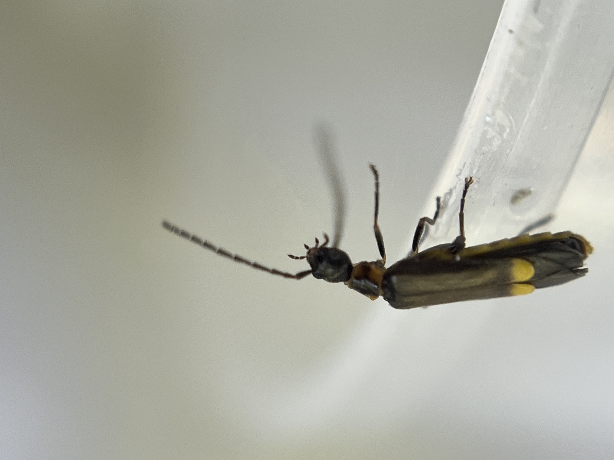 Malthodes Kiesenwetter, 1852