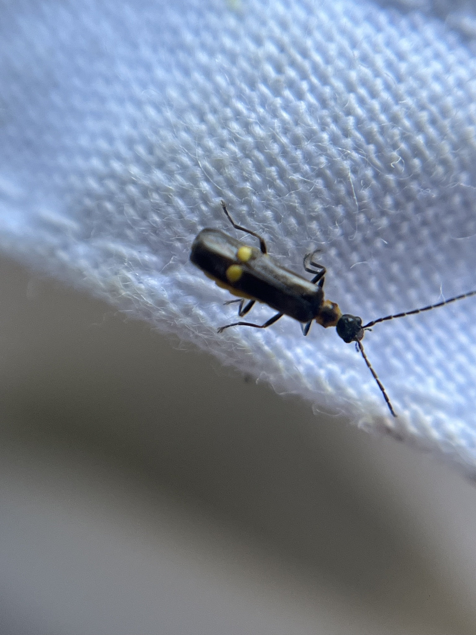 Malthodes Kiesenwetter, 1852