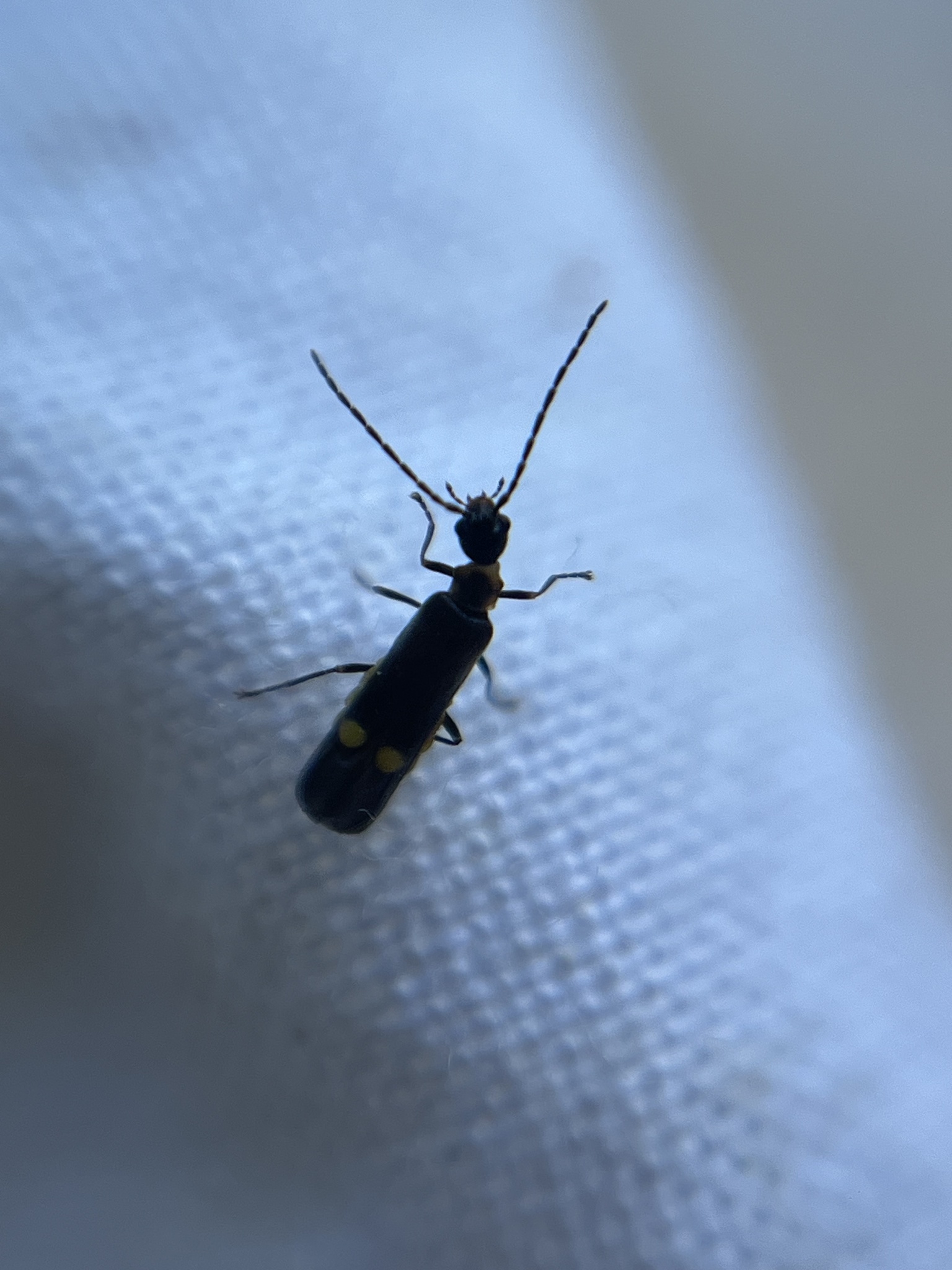 Malthodes Kiesenwetter, 1852