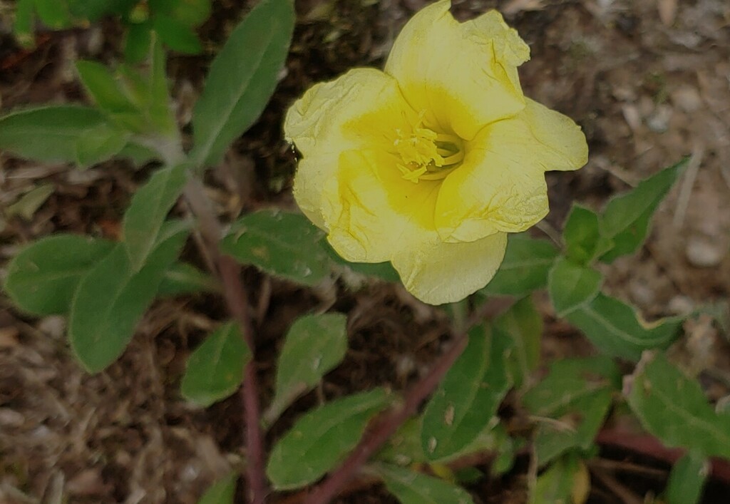 common evening-primrose from Mountain Park, GA, USA on June 4, 2023 at ...