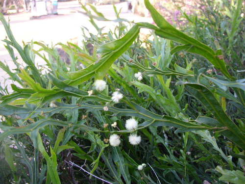Variety Acacia alata tetrantha · iNaturalist