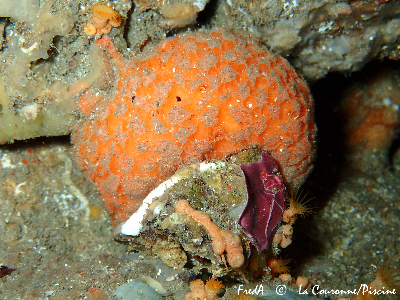 Tethya aurantium (Pallas, 1766)