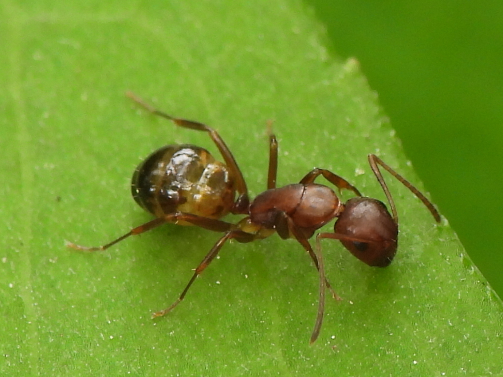 Bearded Carpenter ant from Northeast Washington, Washington, DC, USA on ...