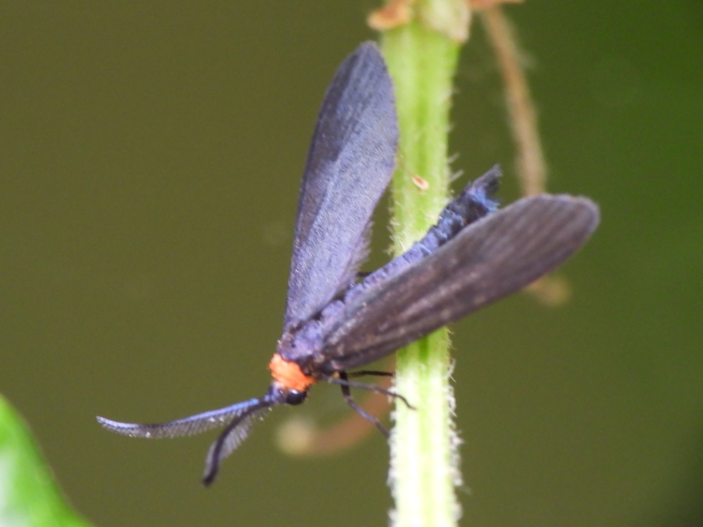 Grapeleaf Skeletonizer Moth from Northeast Washington, Washington, DC ...