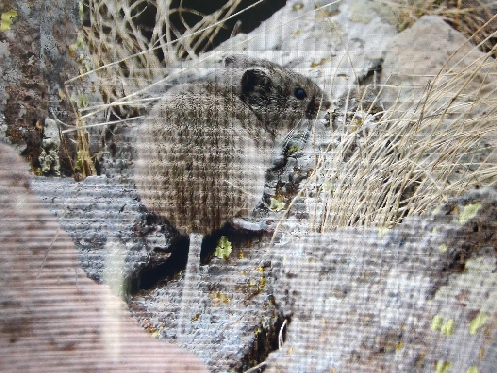 European Snow Vole from Aragatsotn, AM on June 4, 2023 at 04:48 PM by ...
