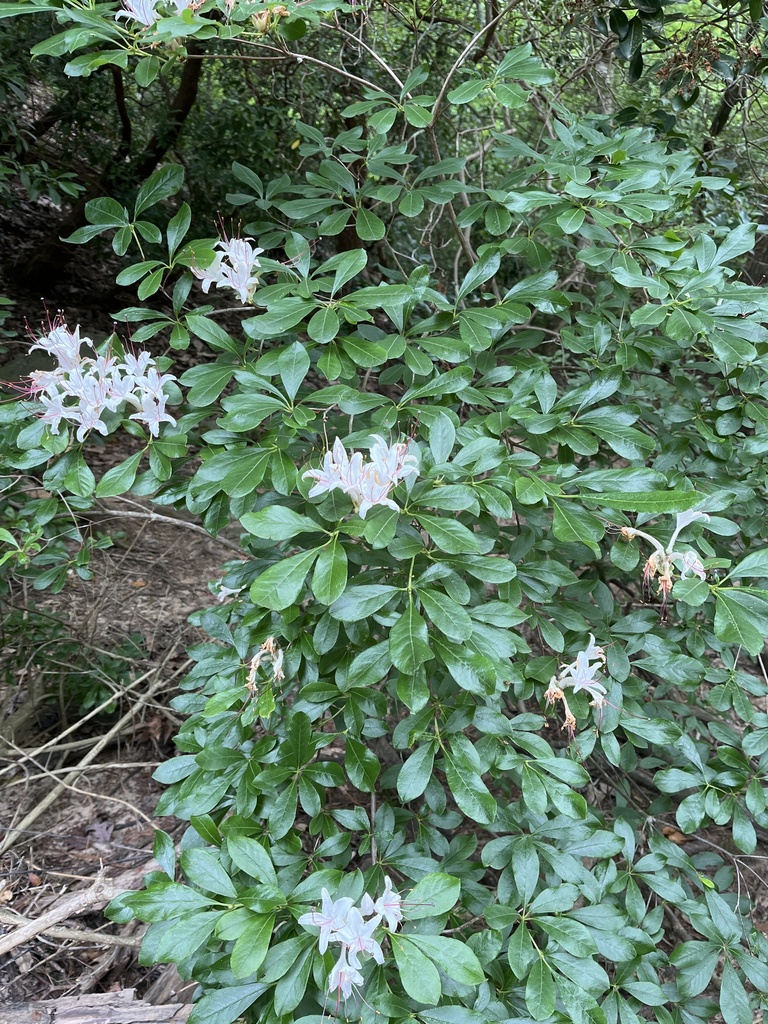 swamp azalea from Chattahoochee River National Recreation Area Cochran ...