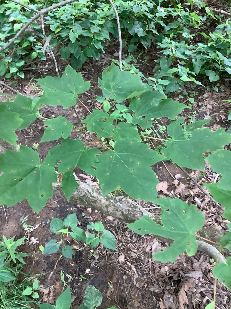 red maple in June 2023 by vwmp1 · iNaturalist