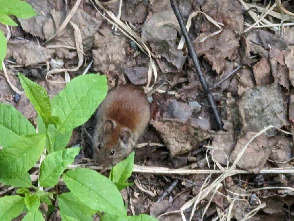 Northern Red-backed Vole from Abbott Loop, Anchorage, AK 99507, USA on ...