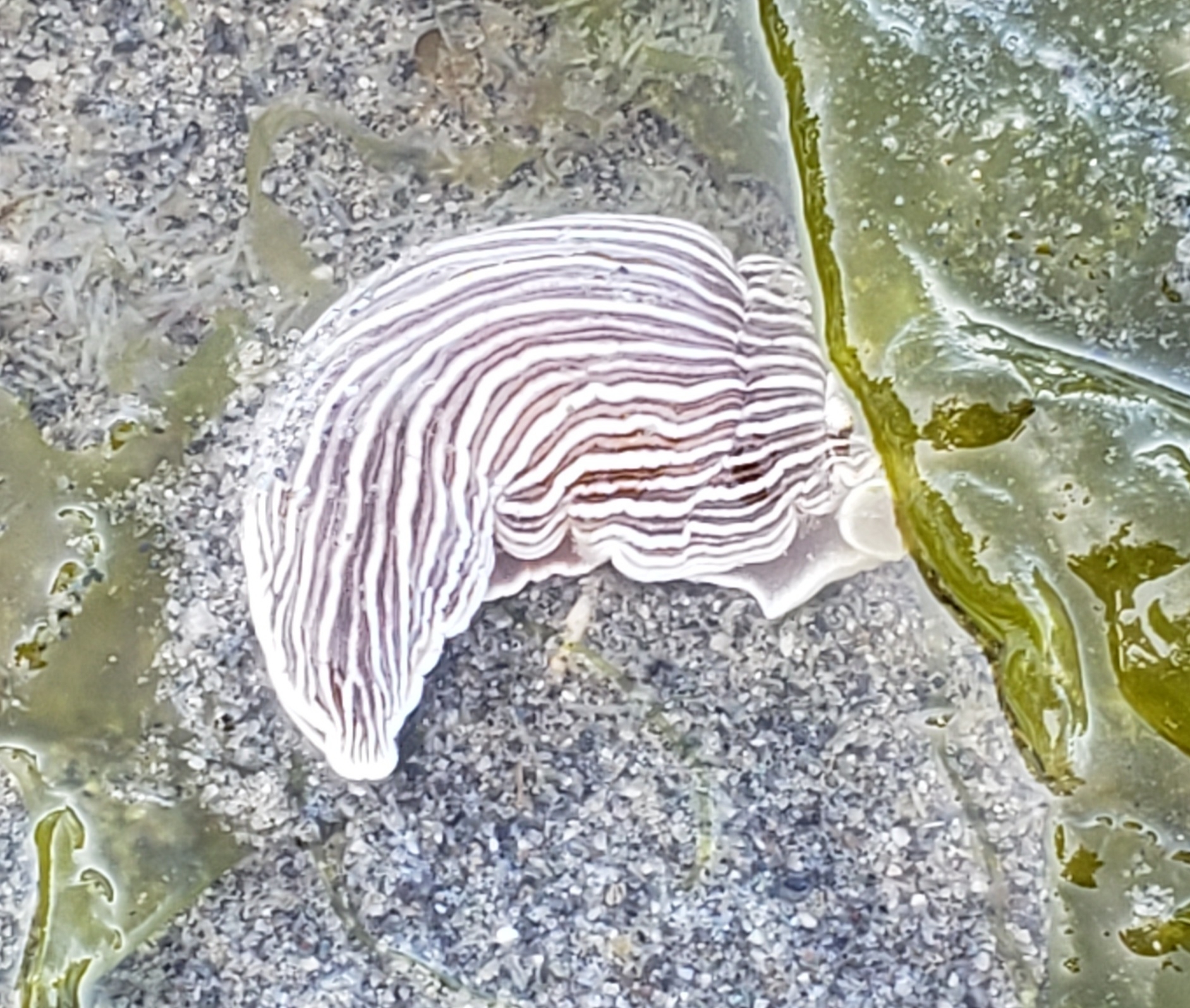 Armina californica (J.G.Cooper, 1863)