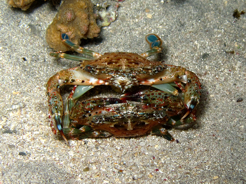 Azure Swimming Crab (Thranita coeruleipes) · iNaturalist