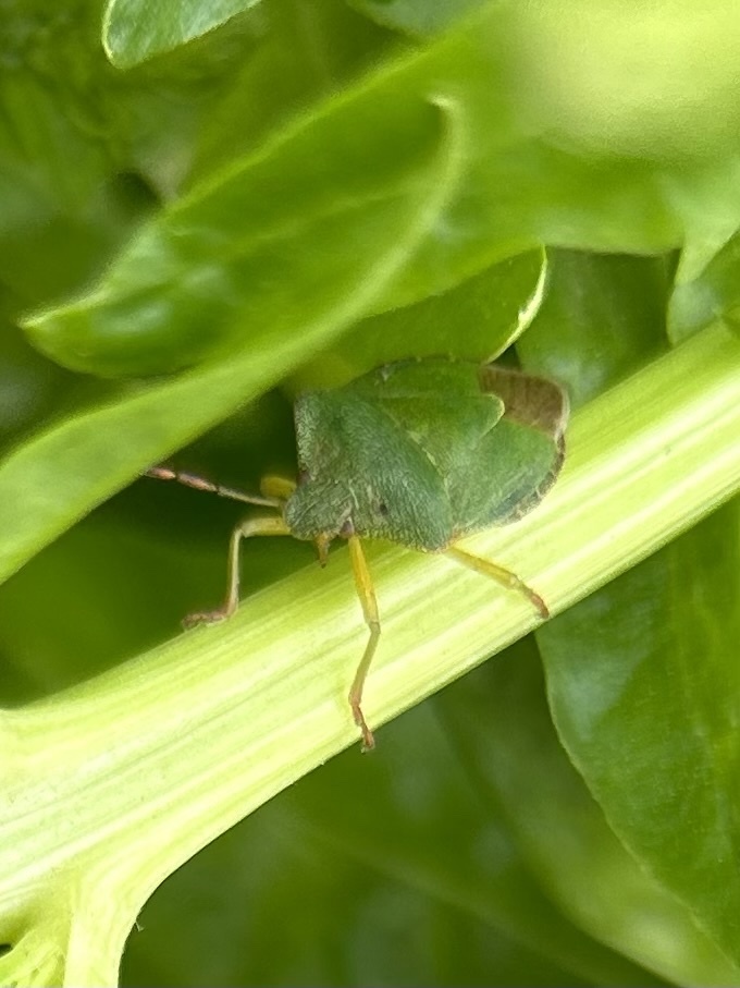 Green Shield Bug from Beamish Museum, Stanley, England, GB on June 4 ...