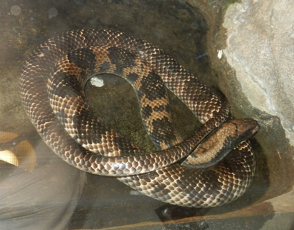 False Water Cobra (Hydrodynastes gigas) - Snakes and Lizards