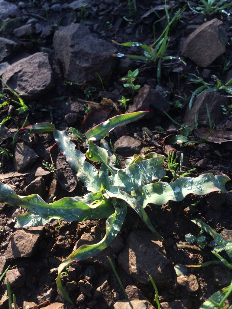 dwarf soaproot (Chlorogalum pomeridianum minus) - Botanical Realm