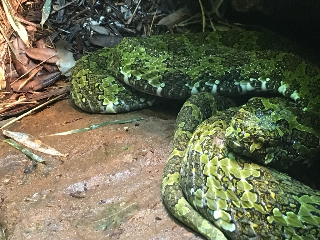Mang Mountain Pitviper (Protobothrops mangshanensis) - Snakes and Lizards