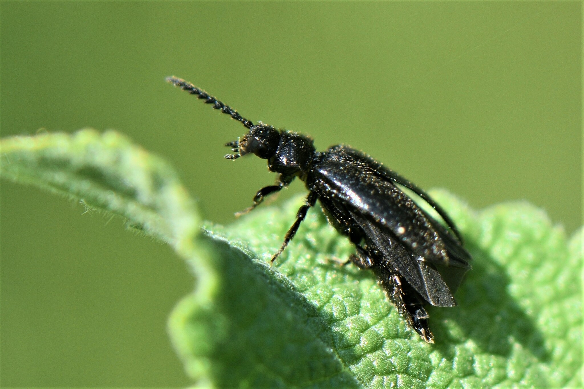 Drilidae