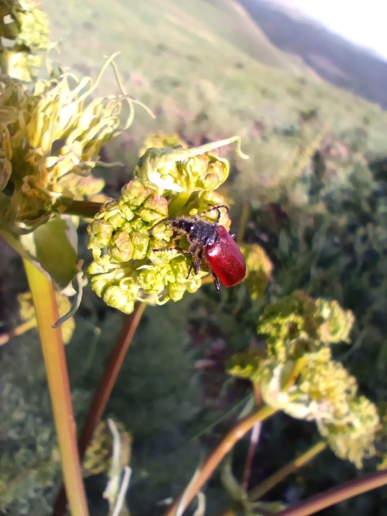 Omophlus from West Azerbaijan Province, Iran on June 4, 2023 at 04:32 ...