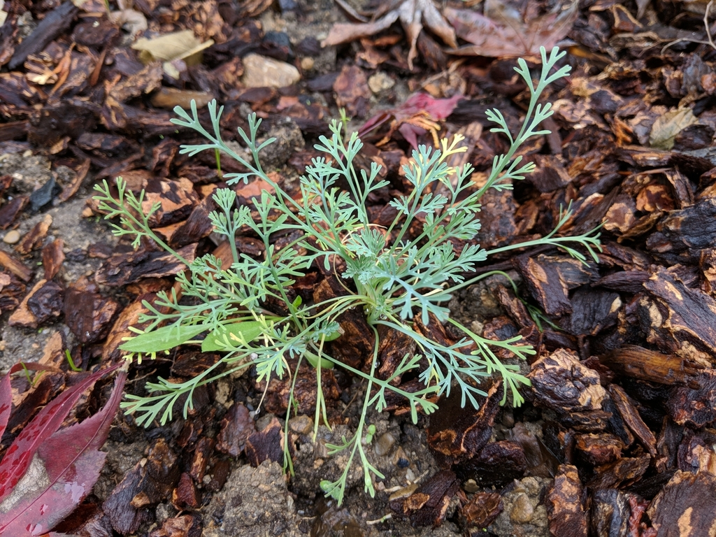 California poppy (New Year, New Growth at Arastradero Preserve ...