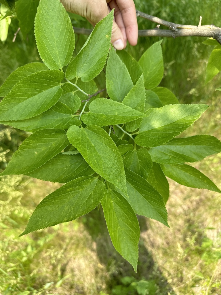 common hackberry from W Pioneer Rd, Fond du Lac, WI, US on June 4, 2023 ...