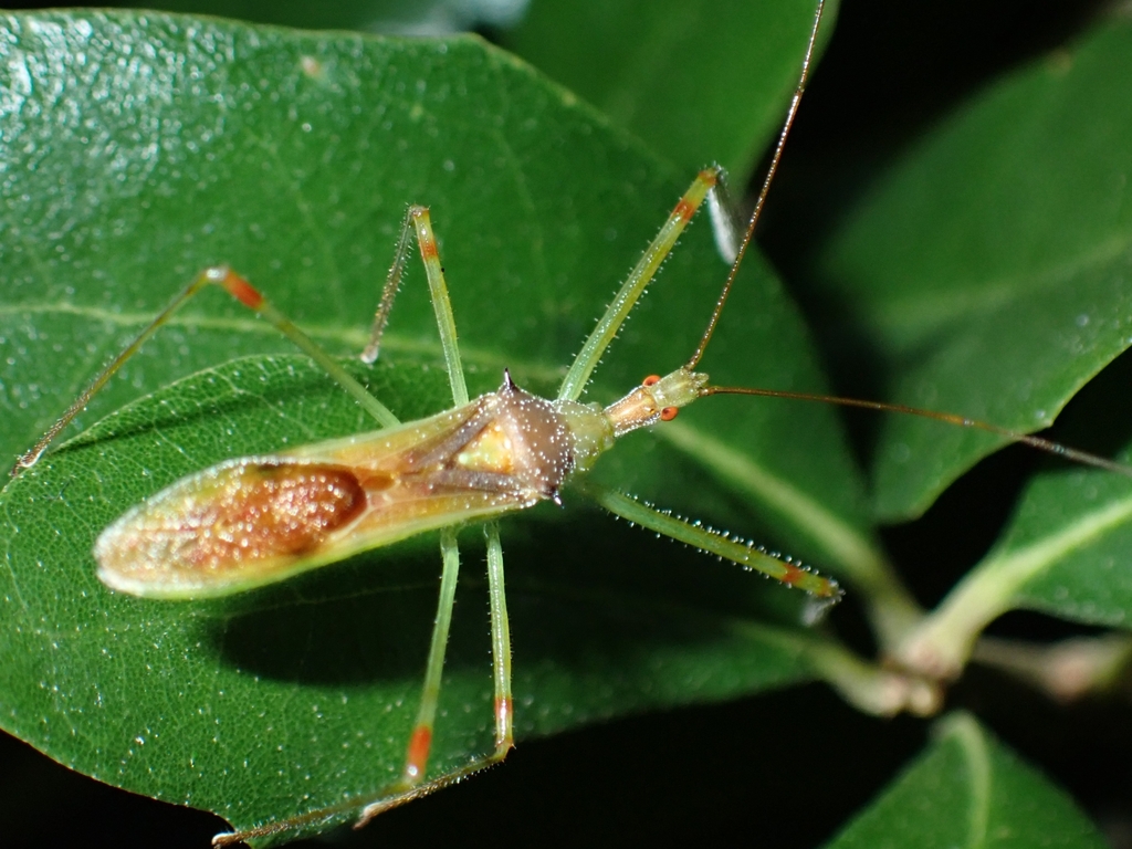 Pale Green Assassin Bug from Robert R. Herring Hall, Houston, TX 77005 ...