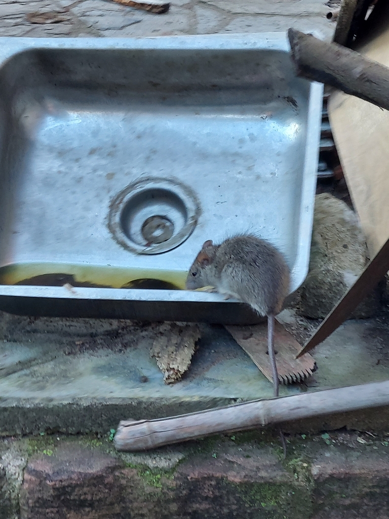 Black Rat from Vila Augusta, Viamão - RS, 94510, Brasil on June 4, 2023 ...