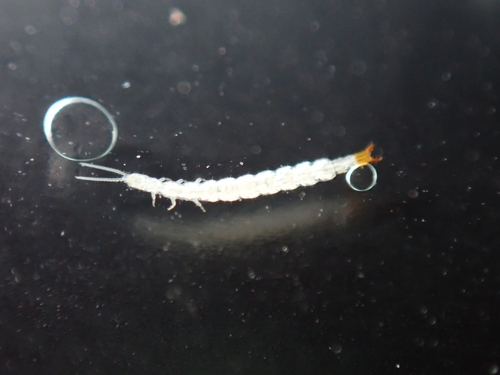 Familia Parajapygidae · NaturaLista Colombia