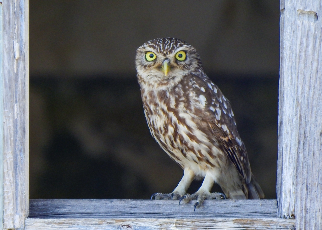 Little Owl from Alcochete, Portugal on June 4, 2023 at 02:04 PM by Luís ...