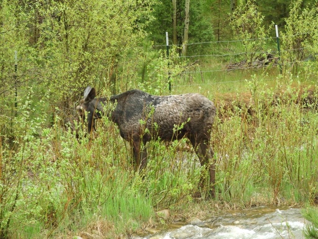Moose from Estes Park, CO 80517, USA on June 4, 2023 at 12:16 PM by ...