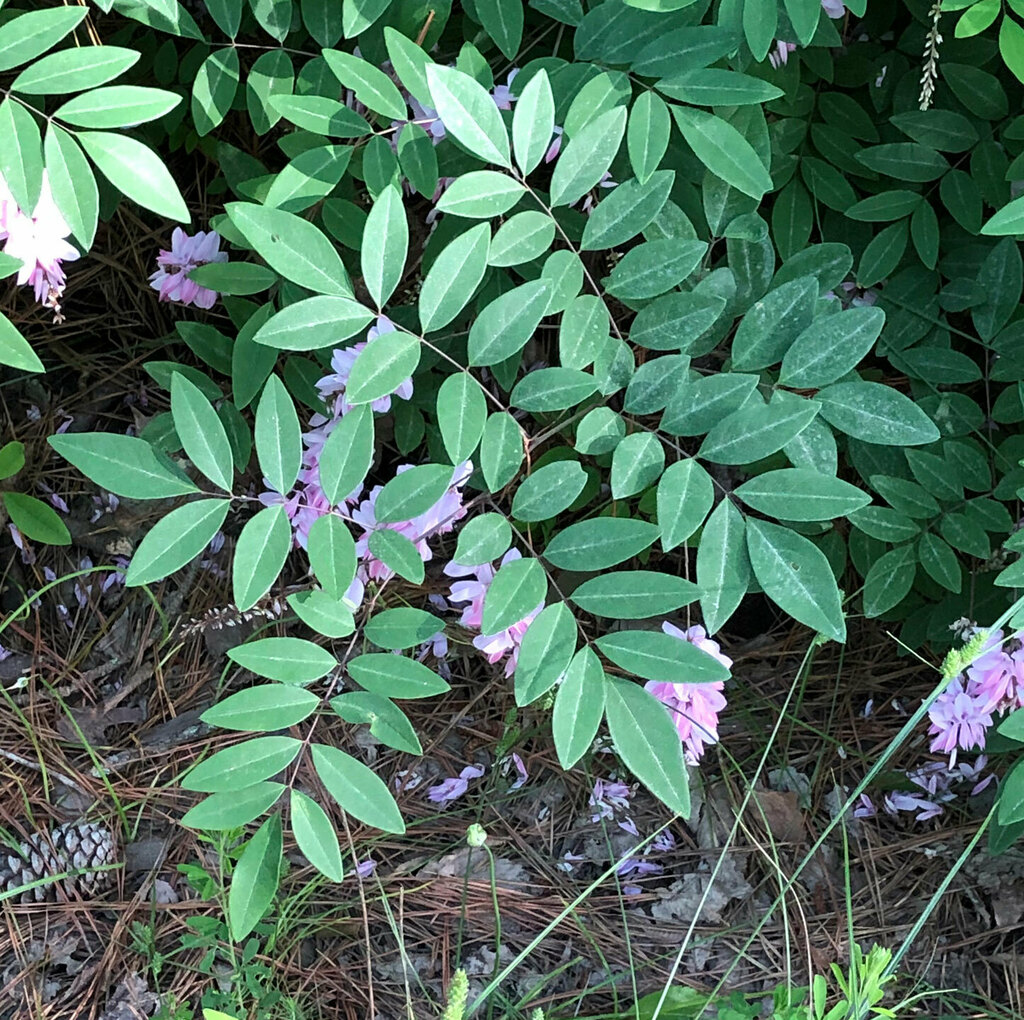 Chinese Indigo (Indigofera decora) - Botanical Realm