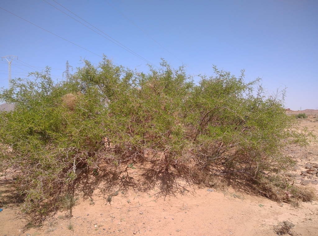Lotus of the Lotophages from Beni Ounif, Algérie on April 27, 2023 at ...