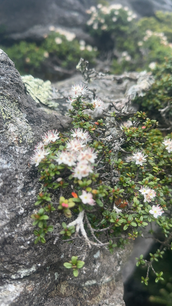 sand myrtle from Banner Elk on June 4, 2023 at 04:29 PM by katy1111 ...