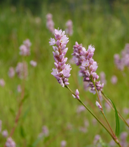 Pink Smartweed (Brandeis University - Flowering Plants: Trees, Shrubs ...