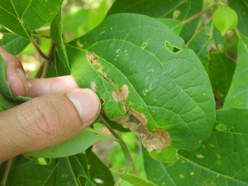 Yellow Poplar Weevil from Jackson County, OH, USA on June 4, 2023 at 12 ...