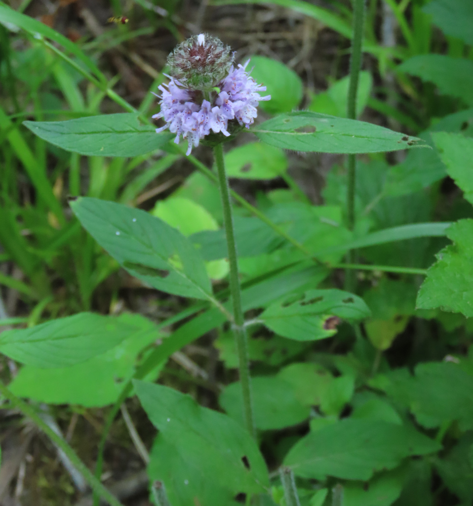 Hairy Wood Mint from Boone County, MO, USA on June 4, 2023 at 11:05 AM ...