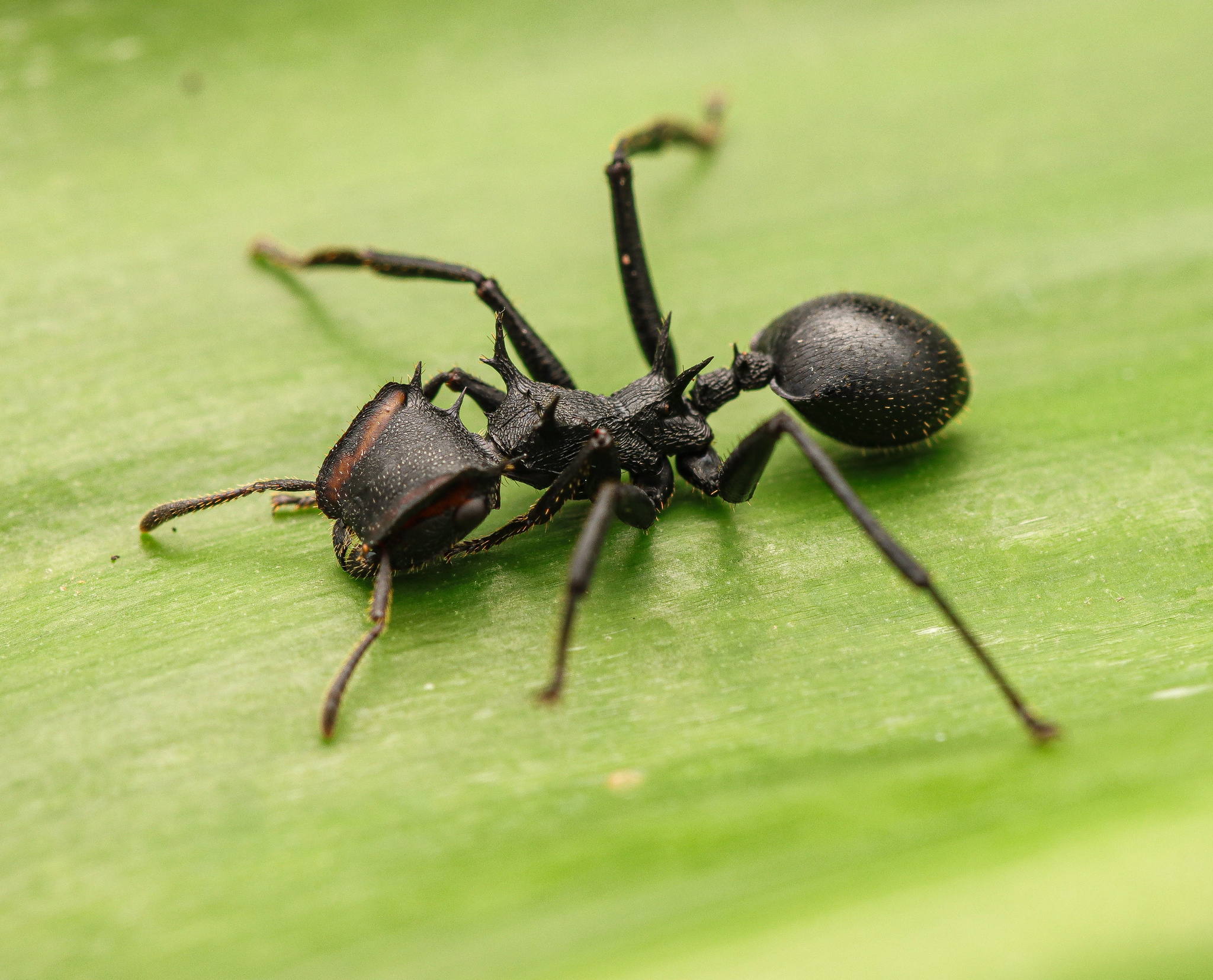 Cephalotes alfaroi (Emery, 1890)