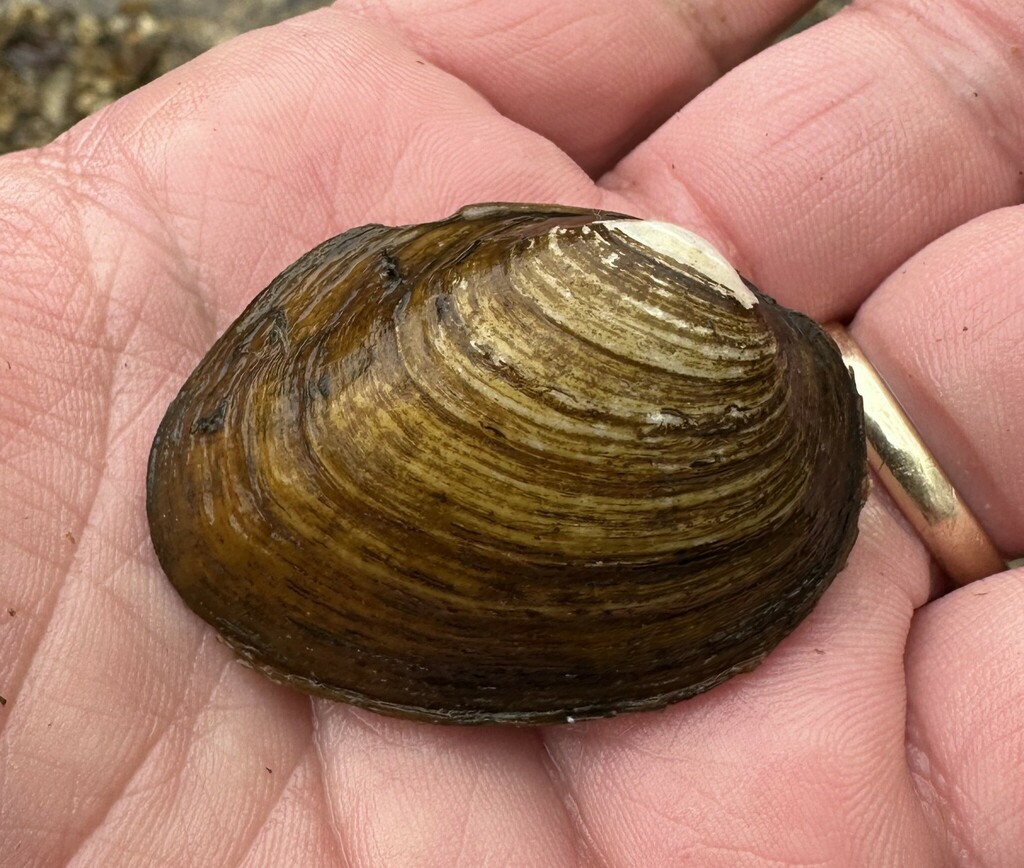Long Solid Mussel in March 2023 by Jeff Garner. I think. Too oblong to ...